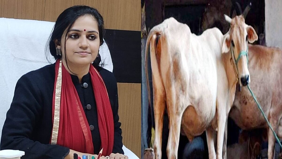 veterinary doctor duty chart of Fatehpur DM cow gone viral