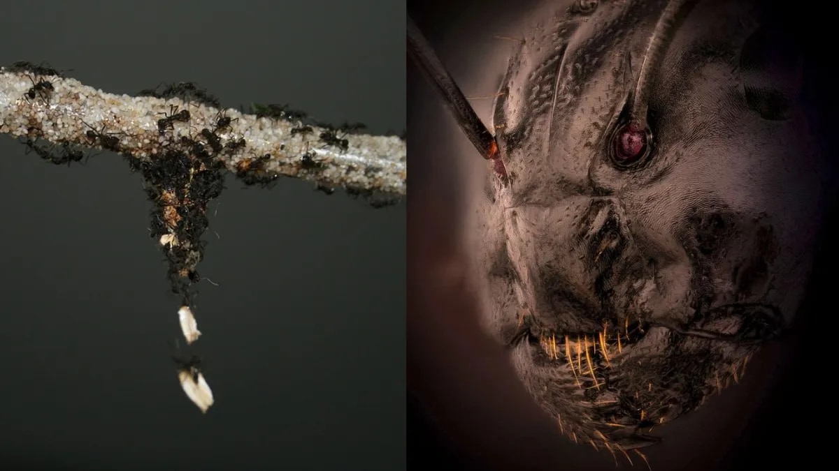 close up photo of ants face shocked everyone nikon