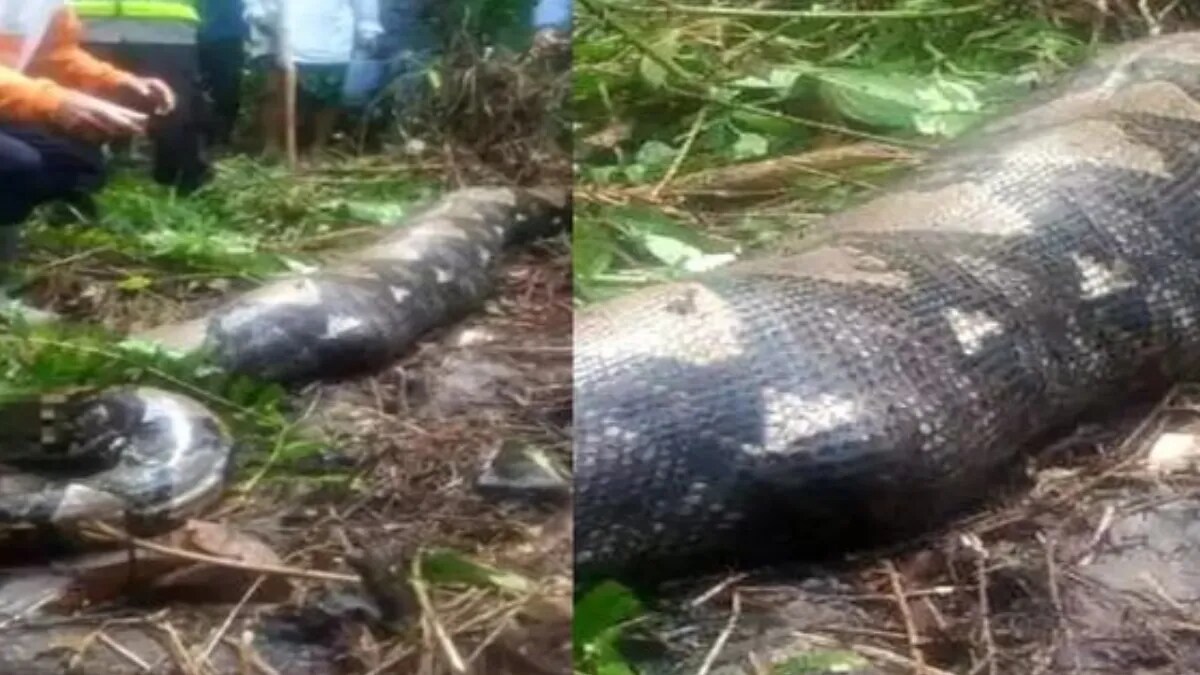 huge python swallowed an old woman alive in Indonesia