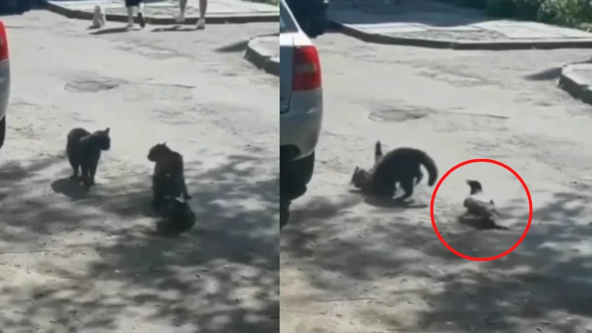a crow pushed two cats in a fight watch this shocking viral video
